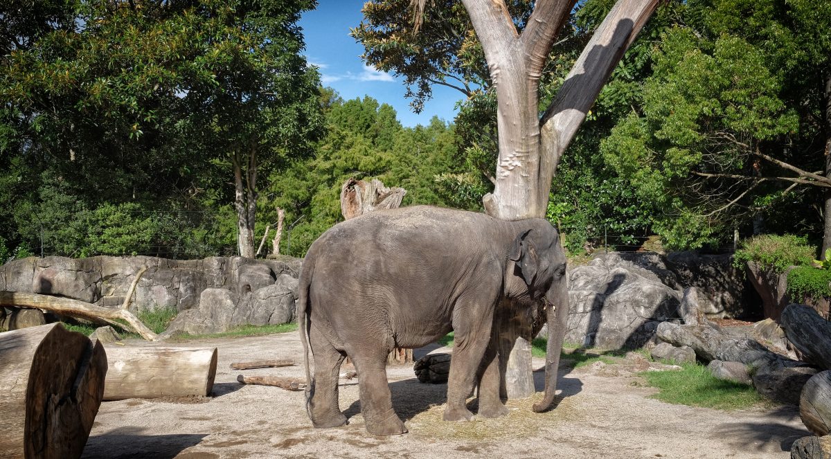 Top Auckland Attractions - Wicked Hens Parties NZ