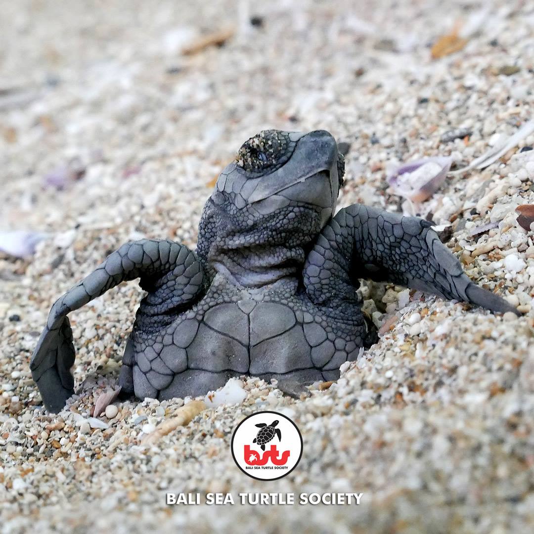 Kuta Beach Bali Attractions - Wicked Hens Parties NZ